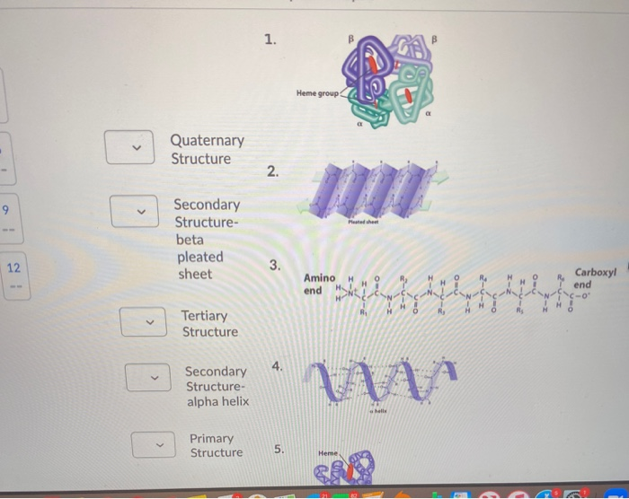 Solved Heme group Quaternary Structure Secondary Structure- | Chegg.com