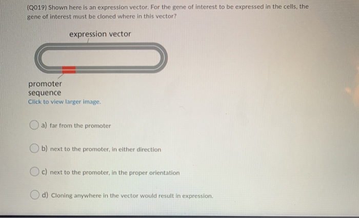 Solved (2019) Shown here is an expression vector. For the | Chegg.com