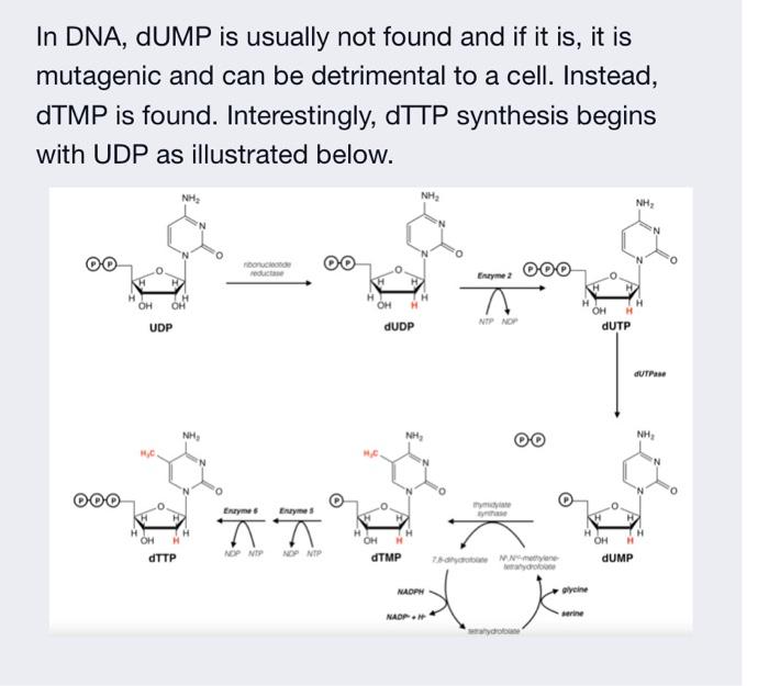 Solved BioChem Synthesis of Deoxy TTPwhat is enzyme 2, 5 & | Chegg.com