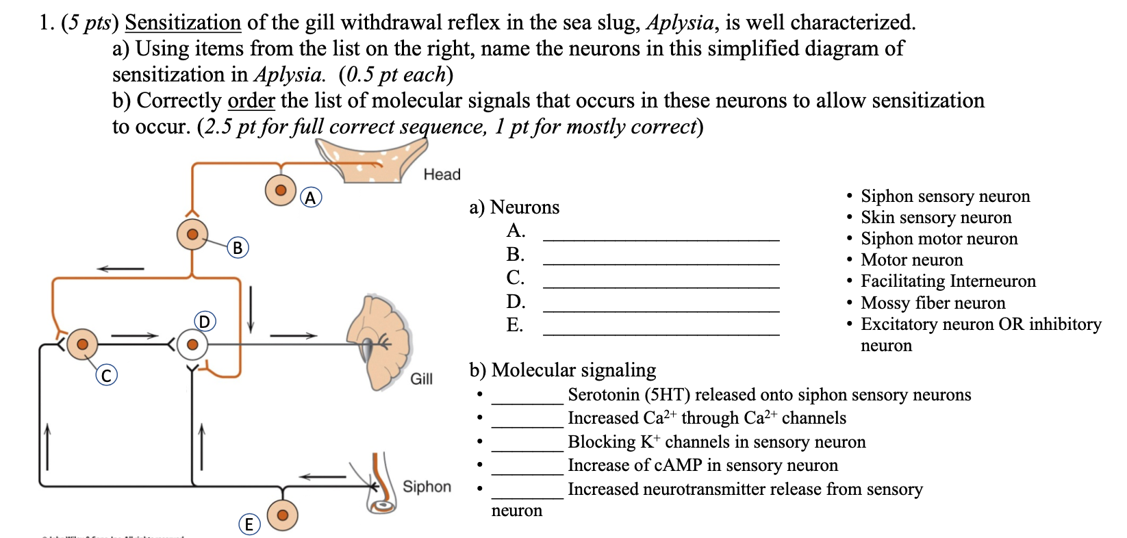 Solved (5 ﻿pts) ﻿Sensitization of the gill withdrawal reflex | Chegg.com