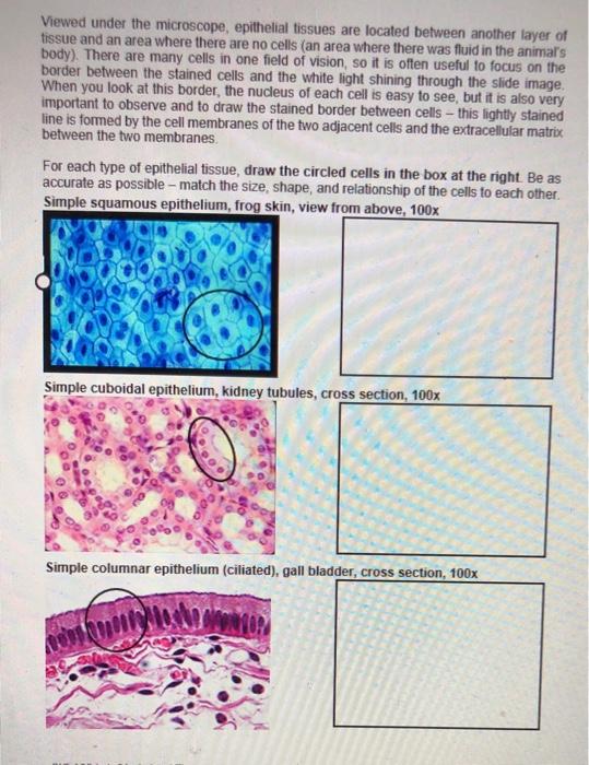 Simple Squamous Epithelial Tissue Under Microscope