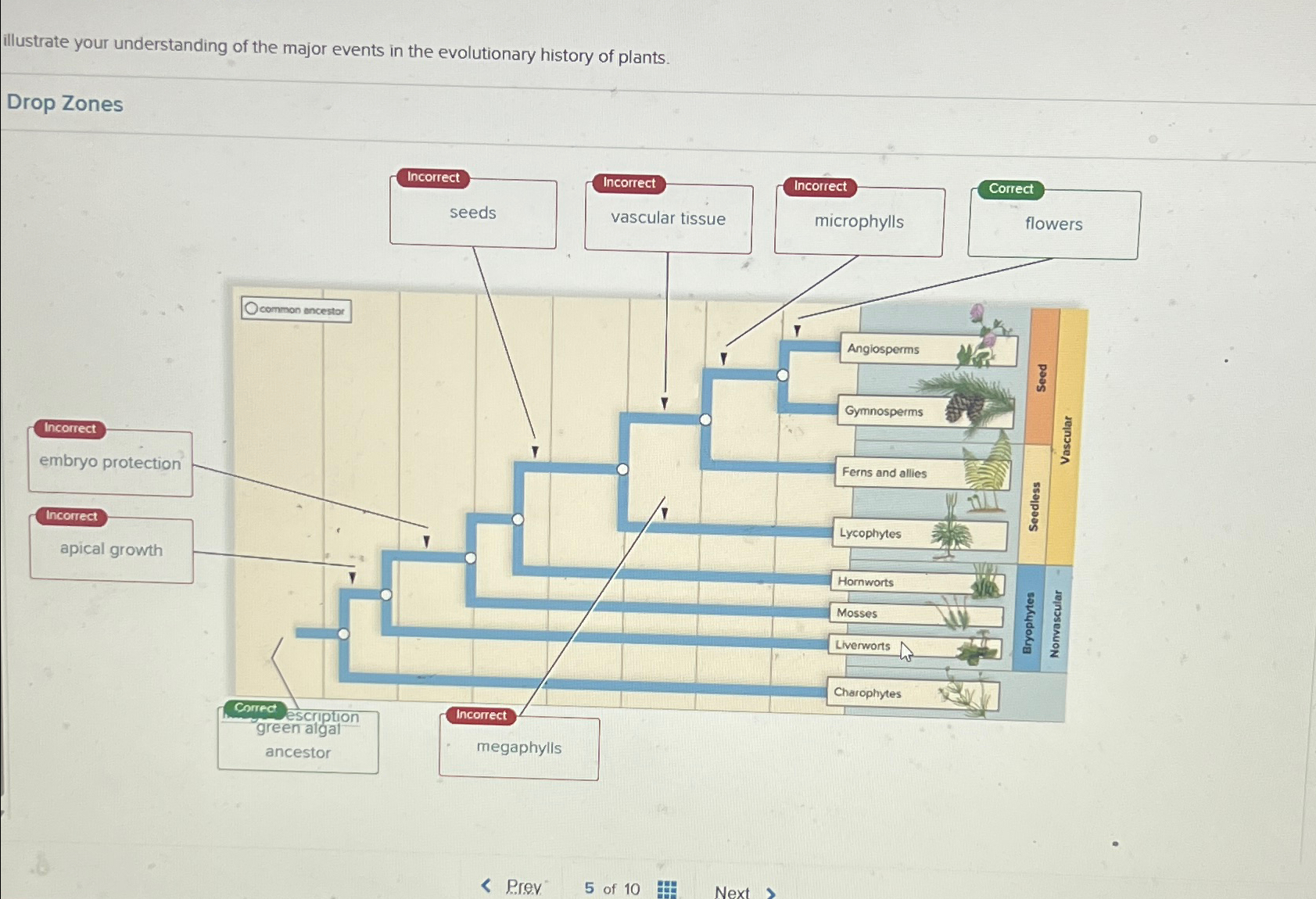 Solved illustrate your understanding of the major events in | Chegg.com