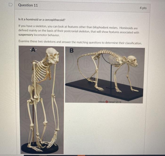 Solved D Question 11 4 pts Is it a hominoid or a | Chegg.com