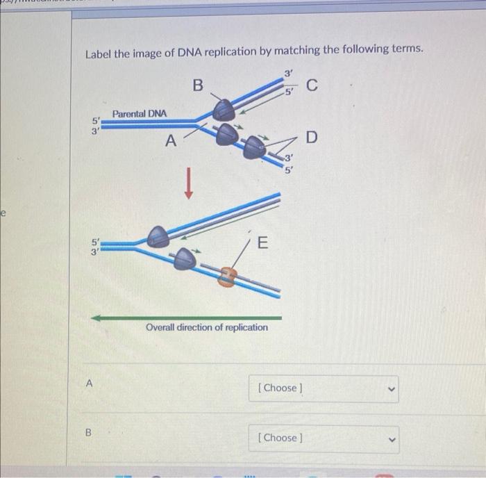 [Solved]: Label the image of DNA replication by matching the