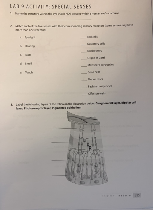 Solved LAB 9 ACTIVITY: SPECIAL SENSES 1. Name the structure | Chegg.com