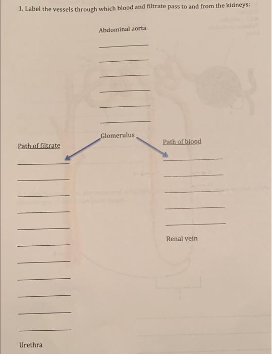 Solved 1. Label the vessels through which blood and filtrate | Chegg.com
