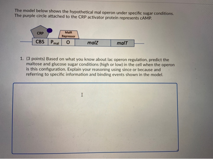 Solved The model below shows the hypothetical mal operon | Chegg.com