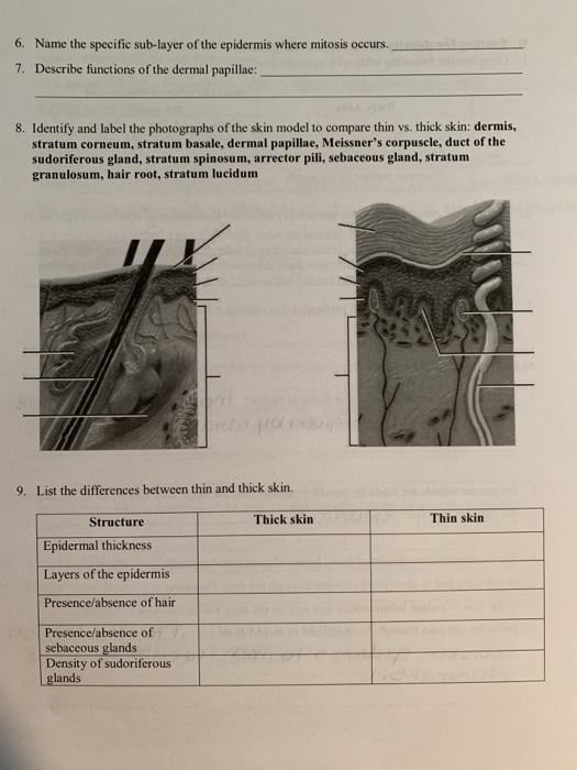 Solved 6. Name the specific sub-layer of the epidermis where | Chegg.com