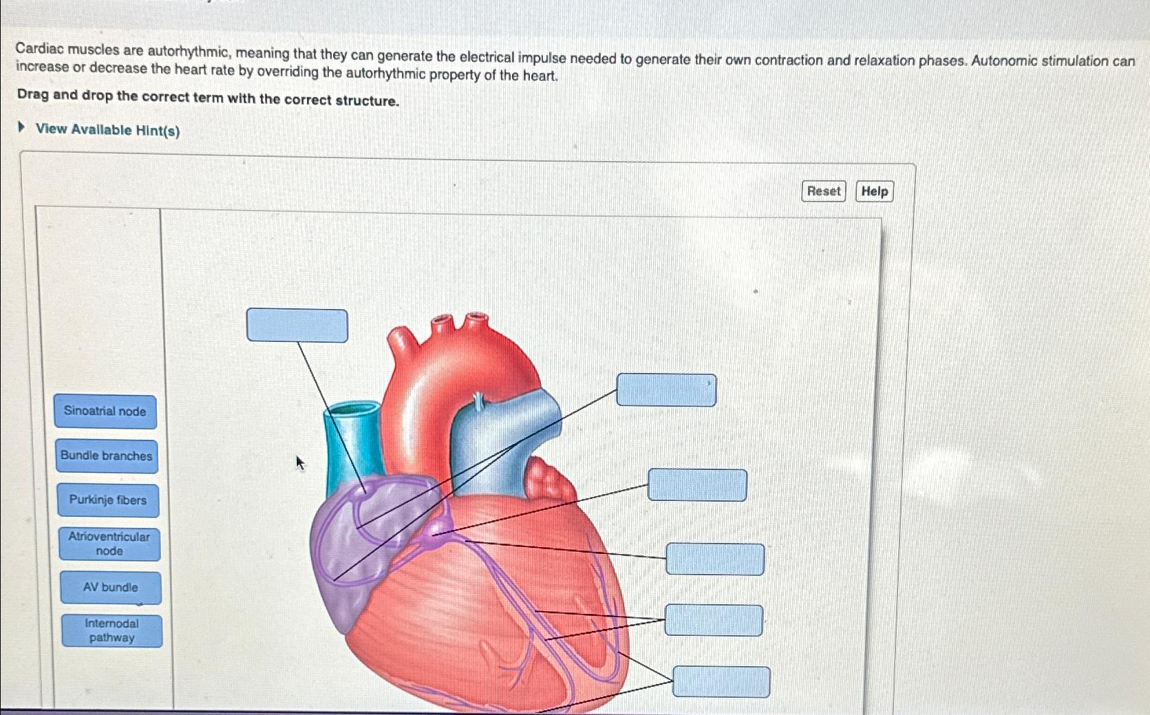 Solved Cardiac muscles are autorhythmic, meaning that they | Chegg.com