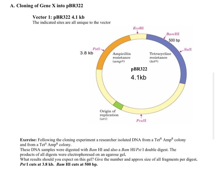 Solved Q1. List the essential features of a cloning vector | Chegg.com