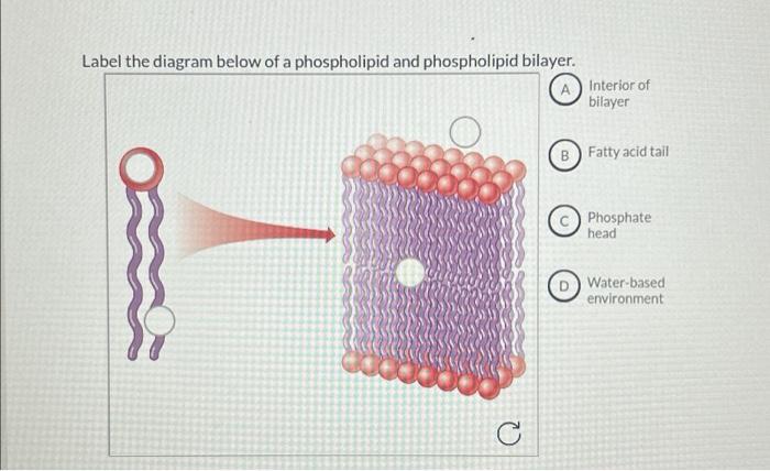 Solved Label the diagram below of a phospholipid and | Chegg.com