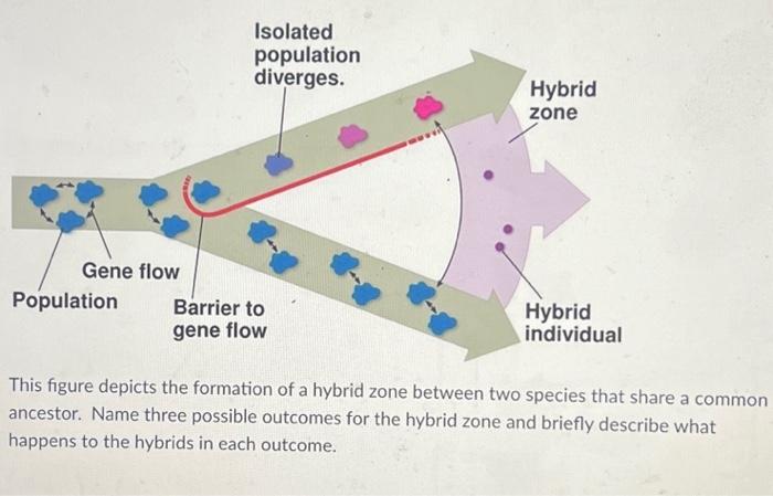 Solved Gene flow Population Isolated population diverges. | Chegg.com