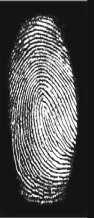 Solved Its forensic science. For the fingerprint below, | Chegg.com