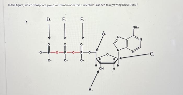 Solved In the figure, which phosphate group will remain | Chegg.com
