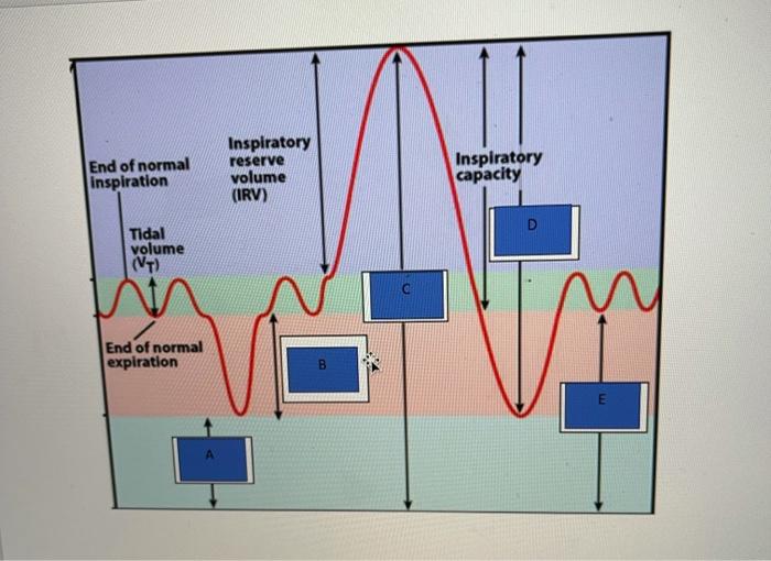Solved End of normal inspiration Inspiratory reserve volume | Chegg.com