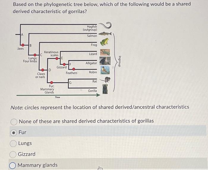 Solved Based on the phylogenetic tree below, which of the | Chegg.com
