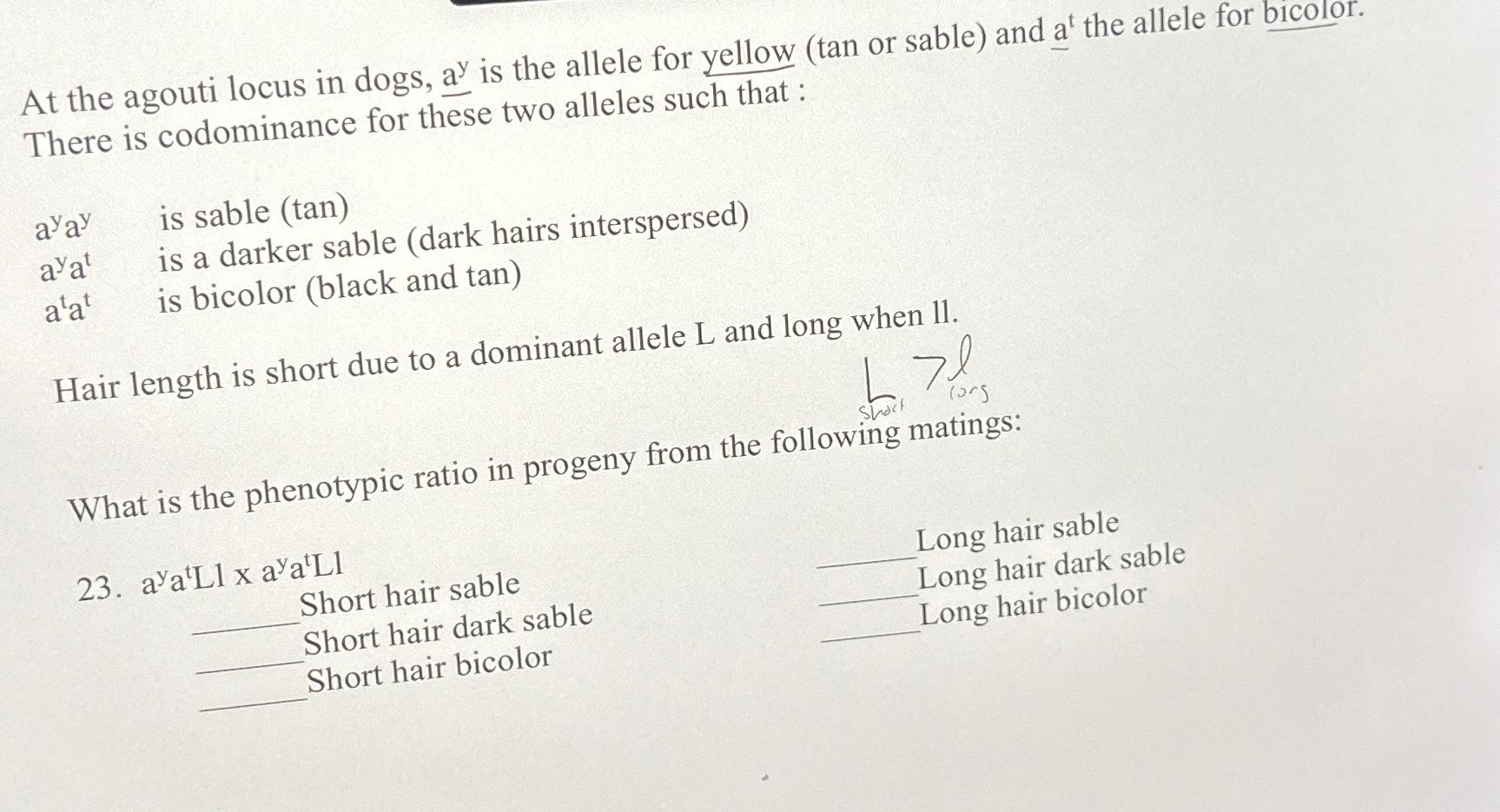 Solved At the agouti locus in dogs, a??(y) ﻿is the allele | Chegg.com
