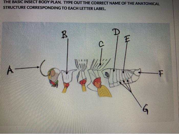 Solved THE BASIC INSECT BODY PLAN. TYPE OUT THE CORRECT NAME | Chegg.com
