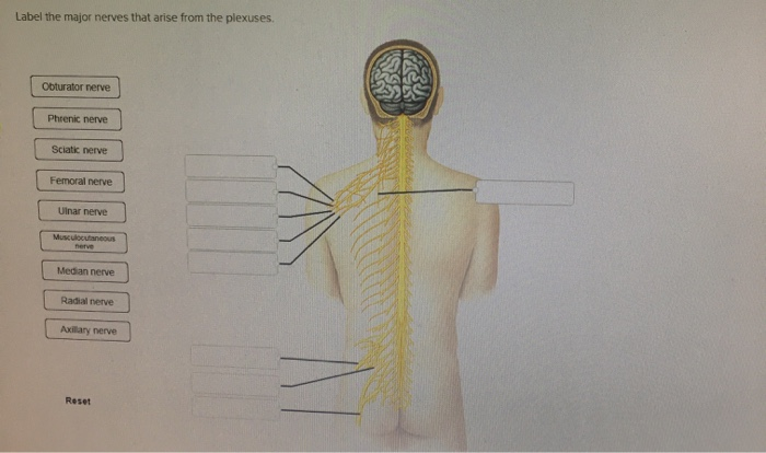 Solved Label the major nerves that arise from the plexuses. | Chegg.com