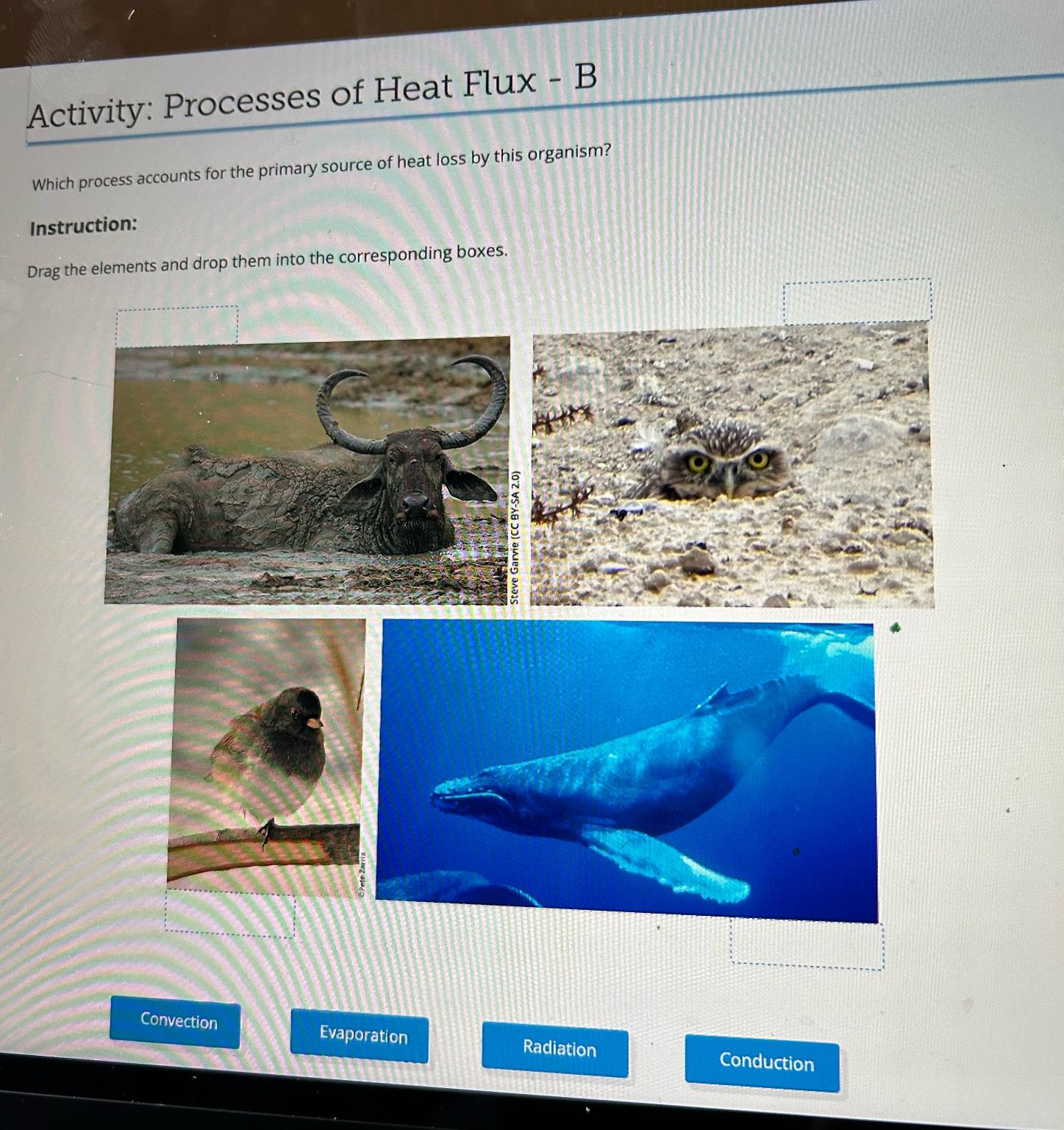 Solved Activity: Processes of Heat Flux - ﻿BWhich process | Chegg.com