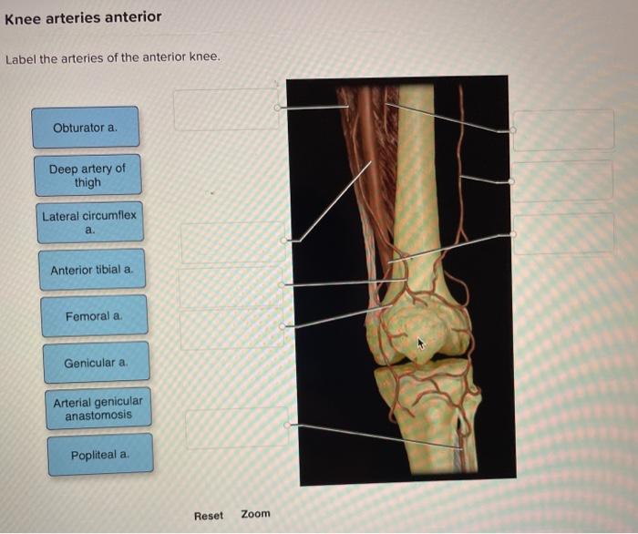 Solved Knee arteries anterior Label the arteries of the | Chegg.com