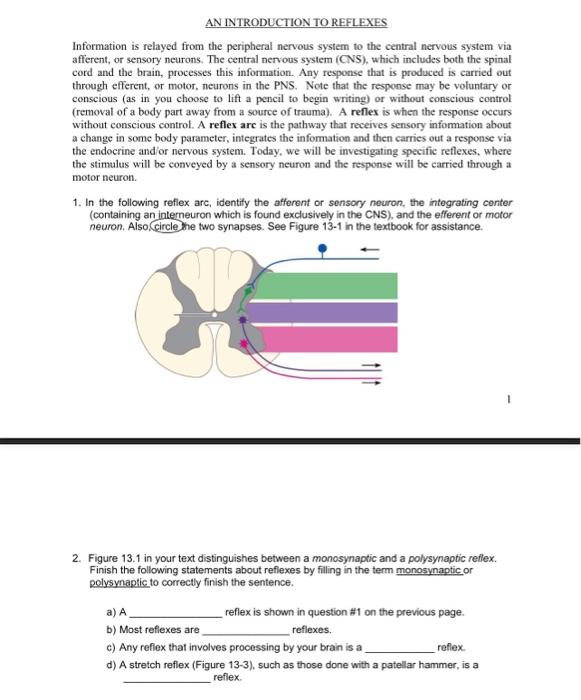 Solved Information is relayed from the peripheral nervous | Chegg.com