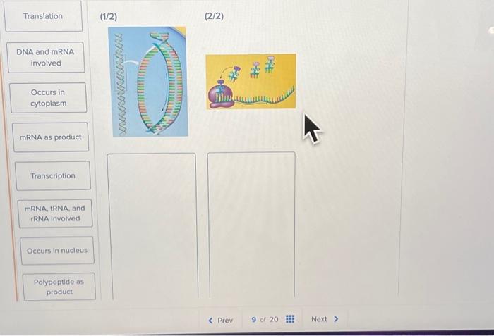 Solved Translation (1/2) DNA and mRNA involved Occurs in | Chegg.com
