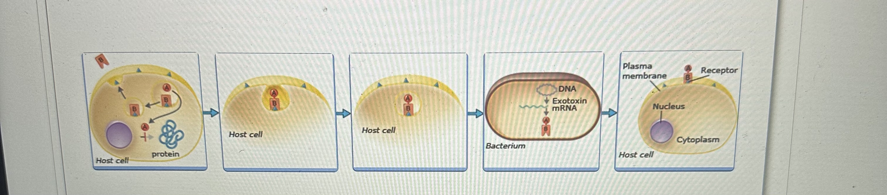 Solved The majority of exotoxins are A-B toxins, which are | Chegg.com
