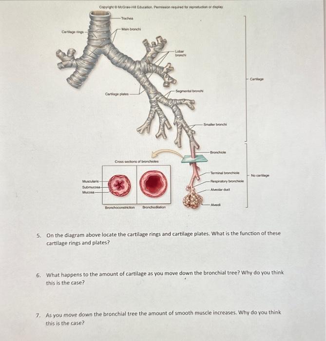 Solved 1. The trachea branches into two passageways, what | Chegg.com