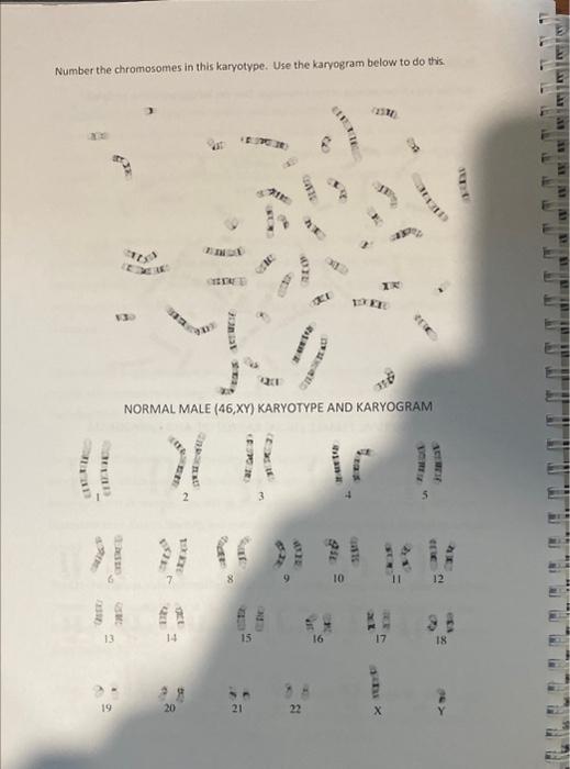 NORIMAL KARYOTYPES Number the chromosomes in this | Chegg.com