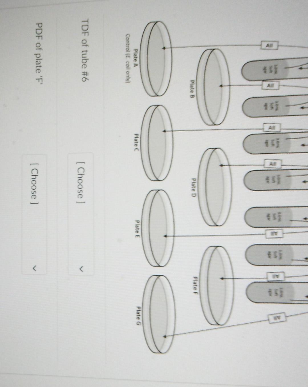 Solved What is the total dilution factor (TDF) of tube #6 | Chegg.com