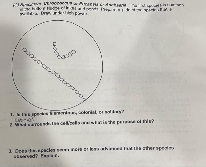 Solved (C) Specimen: Chroococcus or Eucapsis or Anabaena The | Chegg.com