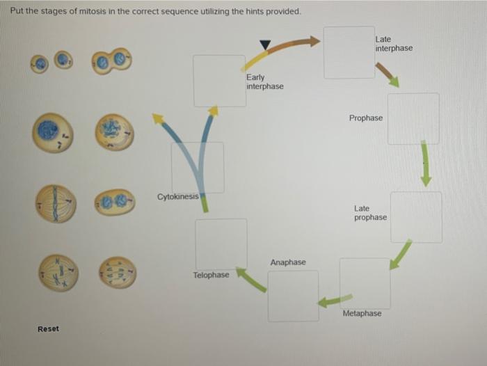 Solved Put the stages of mitosis in the correct sequence | Chegg.com