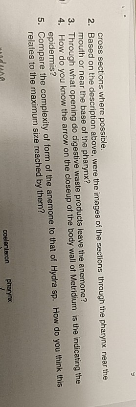 Metridium sp. Preserved (Whole animals, dissected | Chegg.com