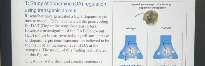 Solved Notice the reduction of DA receptors at the | Chegg.com