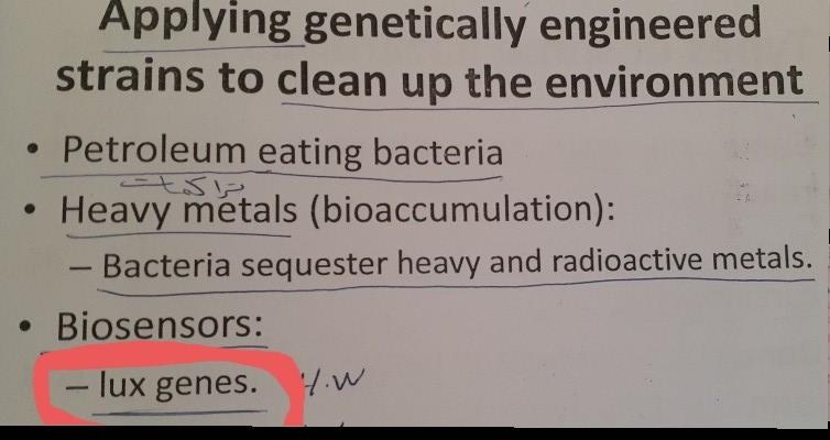 Solved براکت Applying genetically engineered strains to | Chegg.com