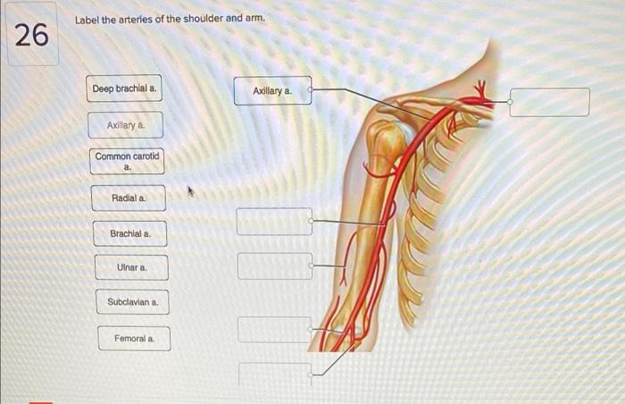 Solved 26 Label the arteries of the shoulder and arm. Deep | Chegg.com