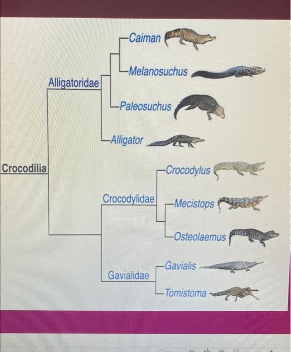 Solved this tree shows the relatives of the crocodylus. how | Chegg.com