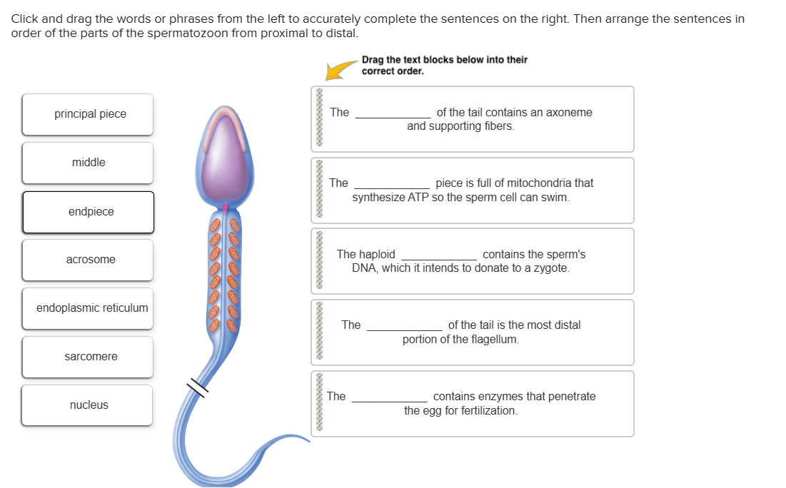 Solved Click and drag the words or phrases from the left to | Chegg.com
