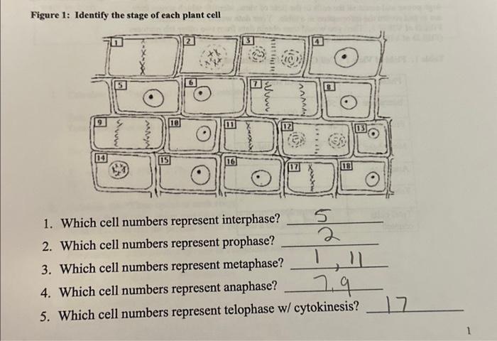 Solved Figure 1: Identify the stage of each plant cell 5 15 | Chegg.com