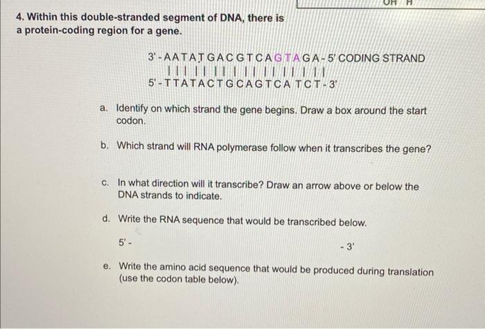 Solved 4. Within this double-stranded segment of DNA, there | Chegg.com