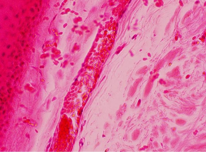 Solved Now observe an organ slide that contains multiple | Chegg.com