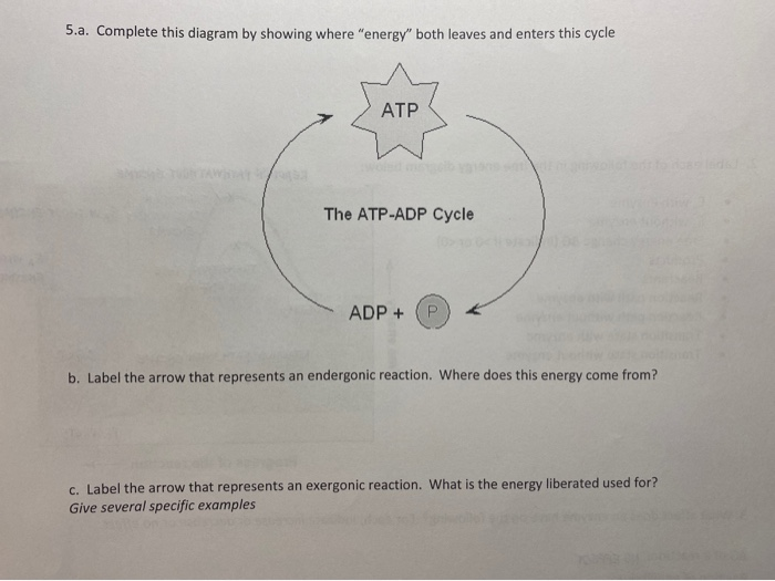 Solved 5.a. Complete this diagram by showing where "energy" | Chegg.com