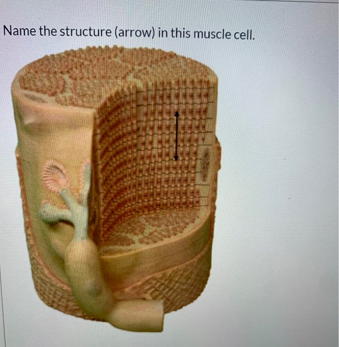 Solved What type of muscle cell does this model represent? | Chegg.com