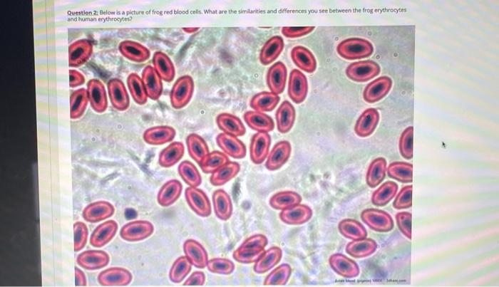 Frog Blood Cell Under Microscope