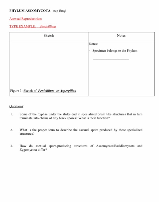 Solved LABORATORY 9 - FUNGI EXERCISE I: FUNGAL REPRODUCTION | Chegg.com