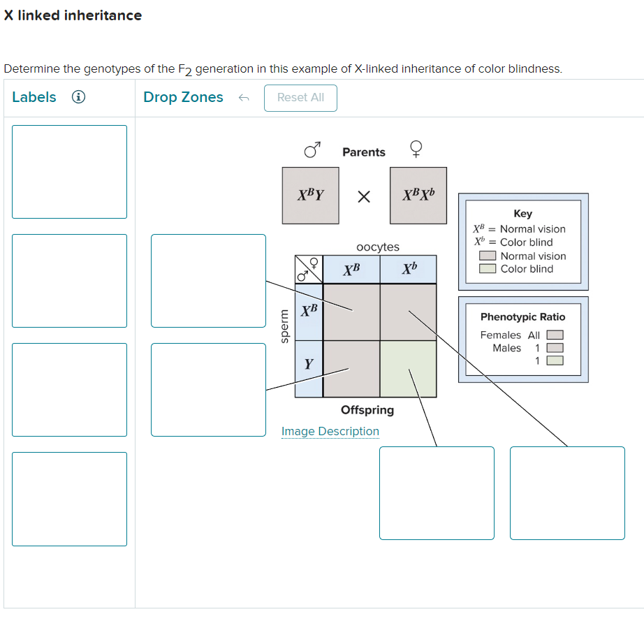 Solved by an EXPERT Determine the genotypes of ﻿the F2 ﻿generation in | Chegg.com