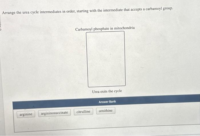 Solved Arrange the urea cycle intermediates in order, | Chegg.com