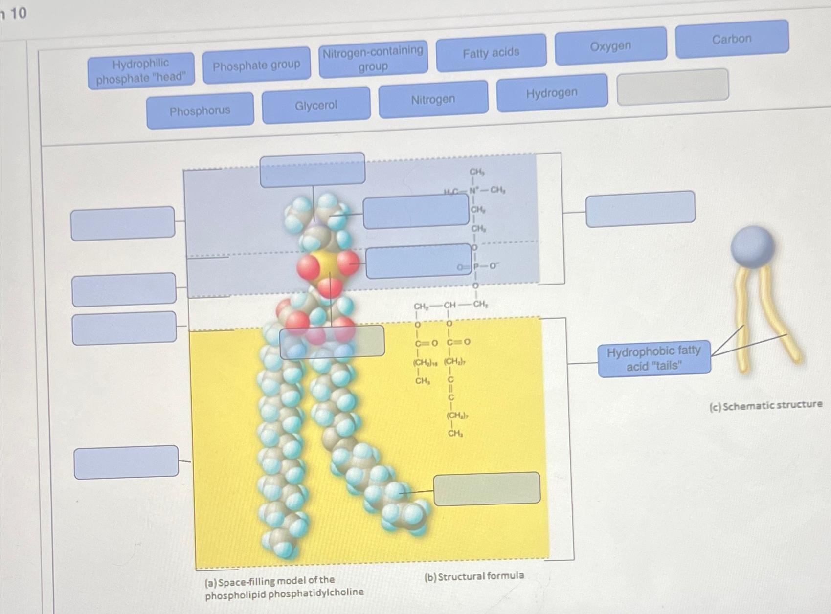Solved 10(a) ﻿Space-filling model of the(b) ﻿Structural | Chegg.com