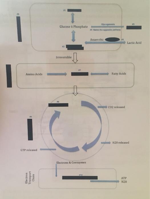 Solved 1. Fill in the blanks for the Pathways of Metabolism. | Chegg.com